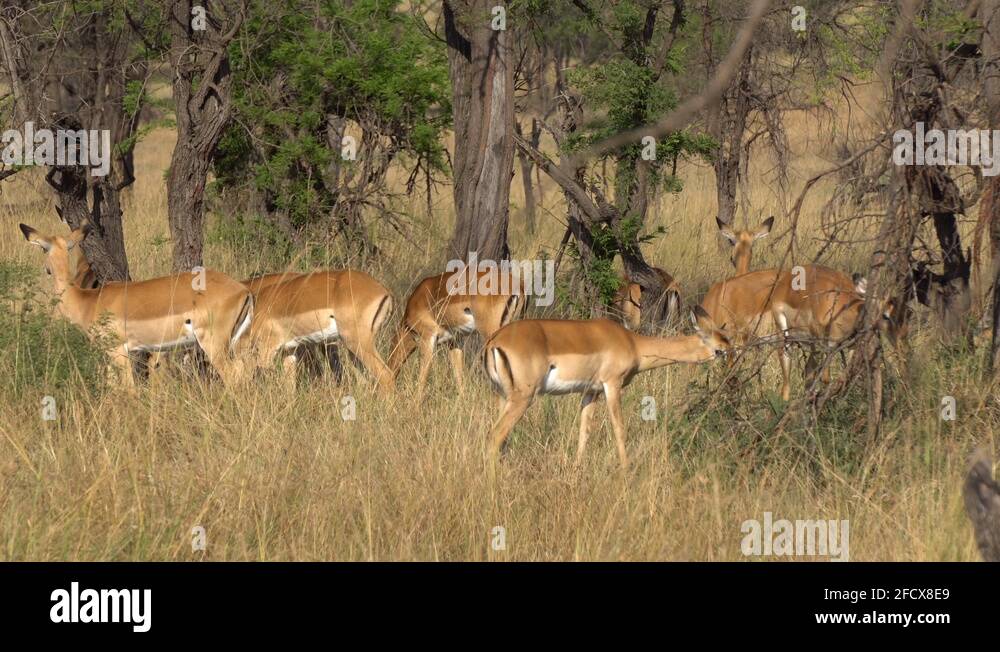 Gazelle aka Impala Antelope Group Feeds in African Savanna, Animal in ...