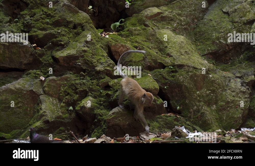 Ape cave Stock Videos & Footage - HD and 4K Video Clips - Alamy