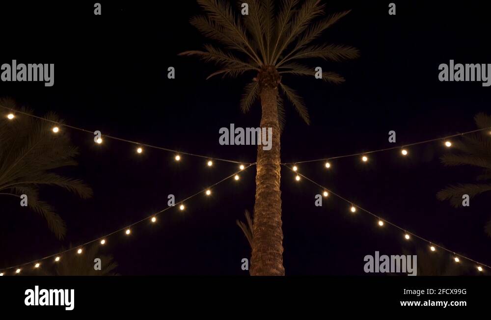 Ambient and Decorated Party Palm Trees at Night Creating Canopy of ...