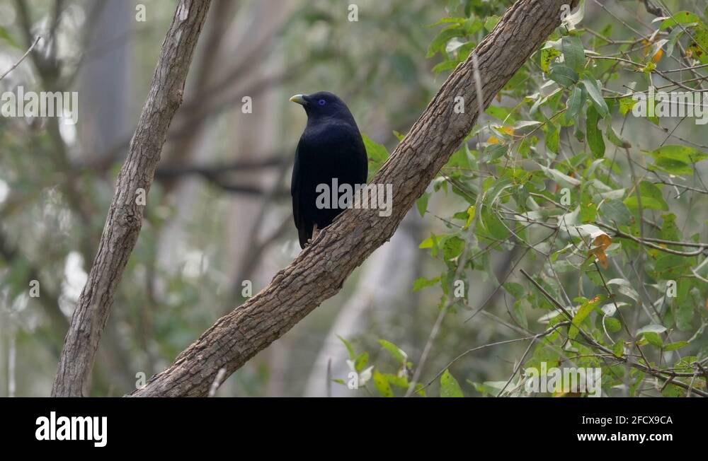 Australian native endemic wildlife animals fauna Stock Videos & Footage ...