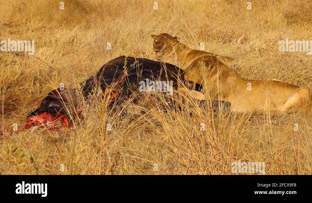 Okavango delta lions Stock Videos & Footage - HD and 4K Video Clips - Alamy