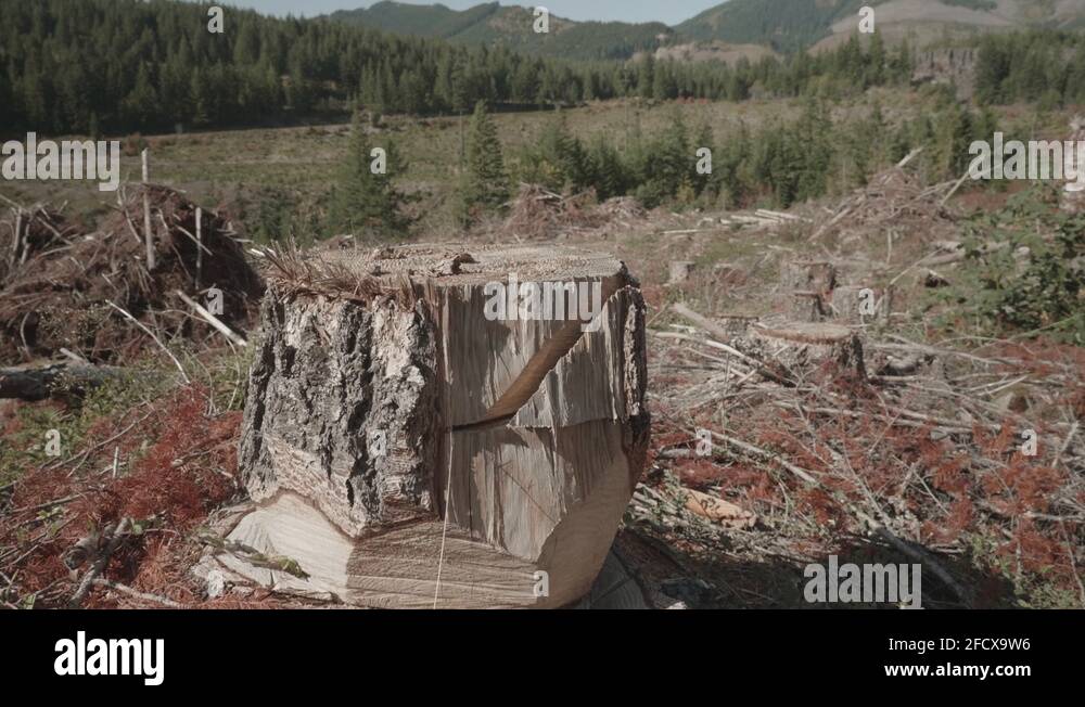 Logged tree stump with axe cuts in huge clear cut logging area in the ...