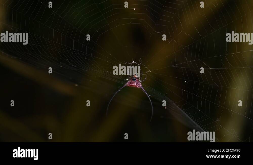 Spiny spider hanging upside down Stock Videos & Footage - HD and 4K ...