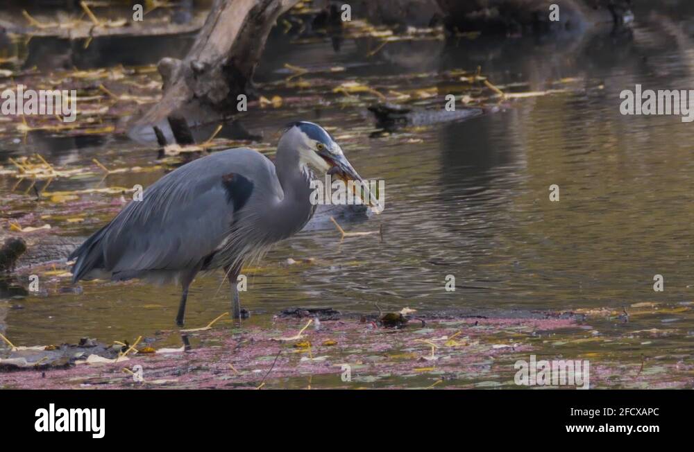 Catching animals hunting birds Stock Videos & Footage - HD and 4K Video ...