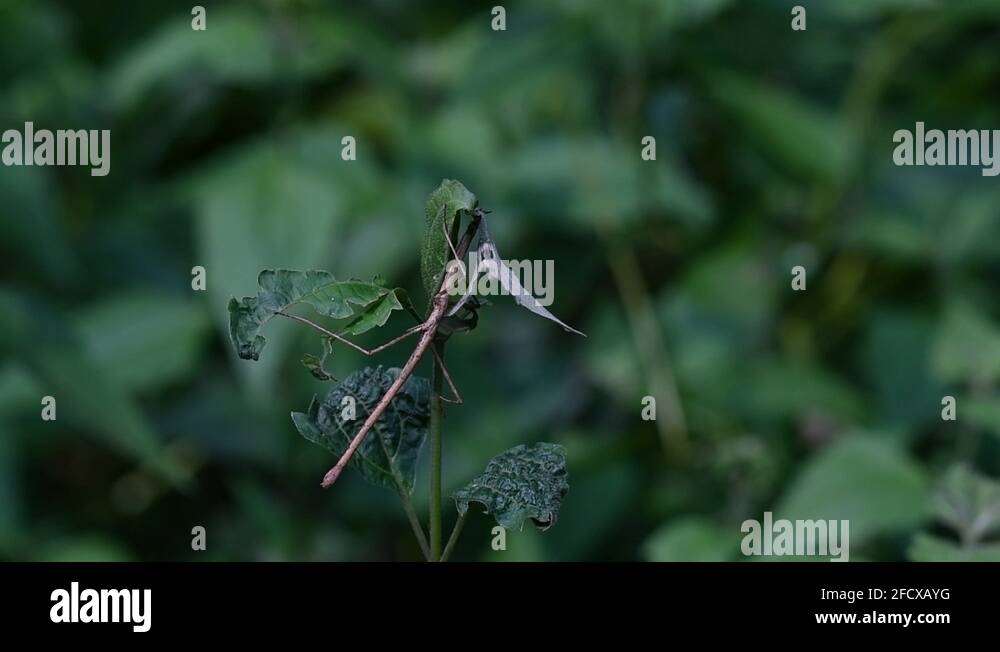 Stick Insect, Phasmatodea, eating the top of the plant in Kaeng Krachan ...