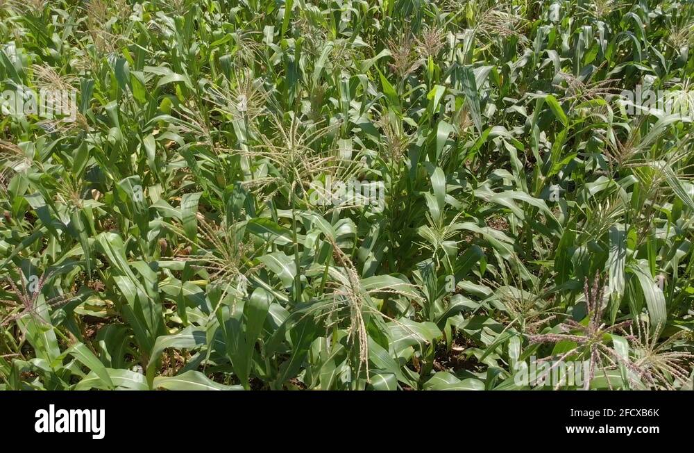 Wet maize Stock Videos & Footage - HD and 4K Video Clips - Alamy