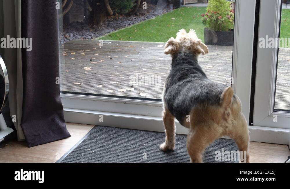 Dog at glass door Stock Videos & Footage - HD and 4K Video Clips - Alamy