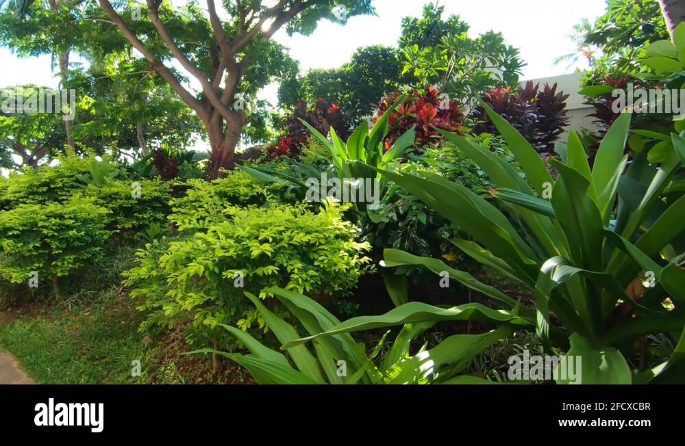 Beautiful greenery Stock Videos & Footage - HD and 4K Video Clips - Alamy