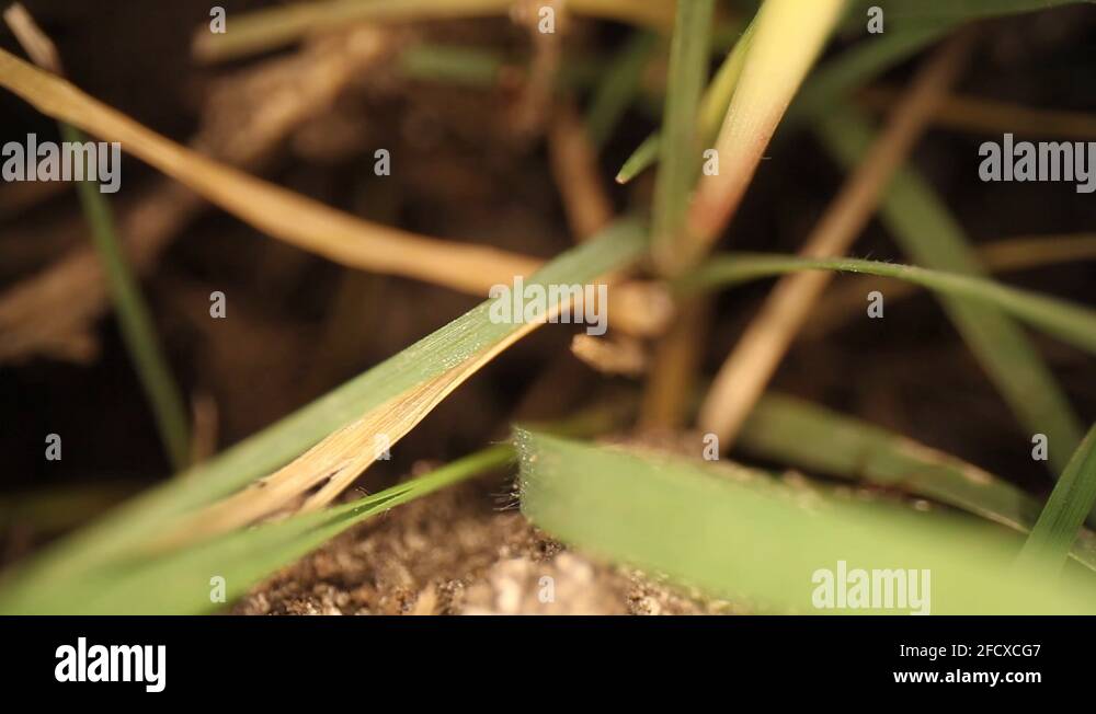 Ant magnified Stock Videos & Footage - HD and 4K Video Clips - Alamy