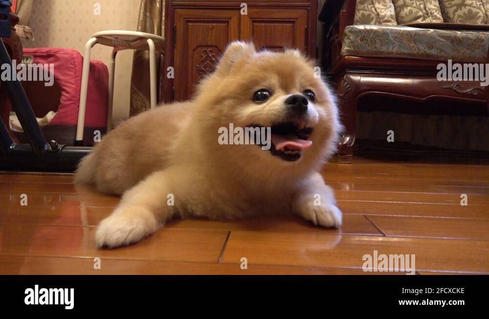 Chilling Stock Videos & Footage - HD and 4K Video Clips - Alamy