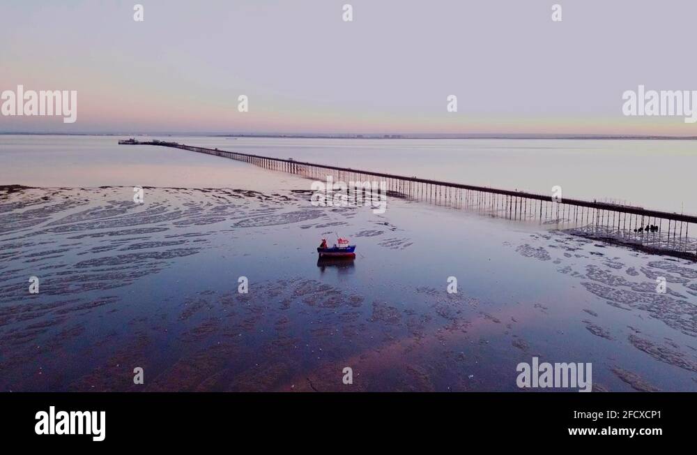 Disturbing birds Stock Videos & Footage - HD and 4K Video Clips - Alamy