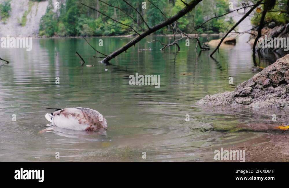 Mallard duck hunting Stock Videos & Footage - HD and 4K Video Clips - Alamy