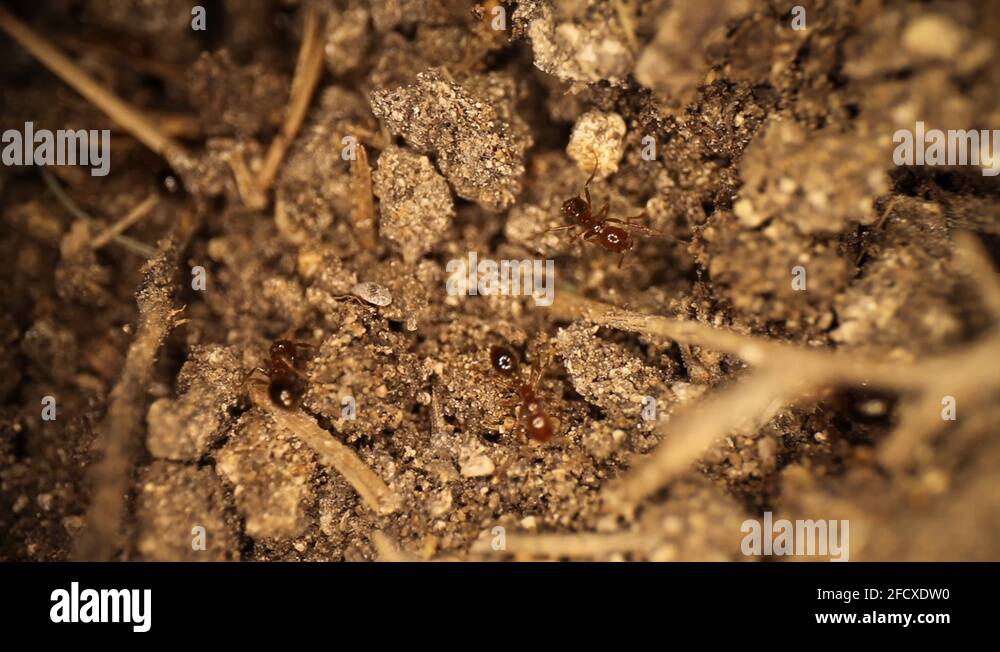 Disturbed fire ant mound - top down view of fire ants trying to re a ...