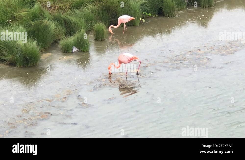 Isabella island nature reserve Stock Videos & Footage - HD and 4K Video ...