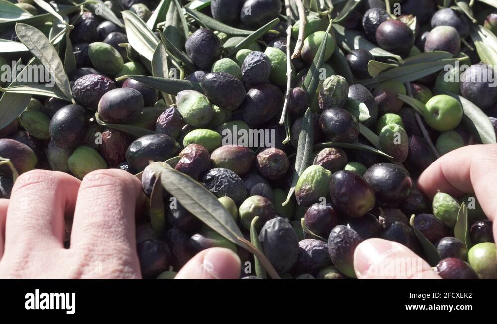 The hands of a farmer take a lot of olives and show them up close, then ...