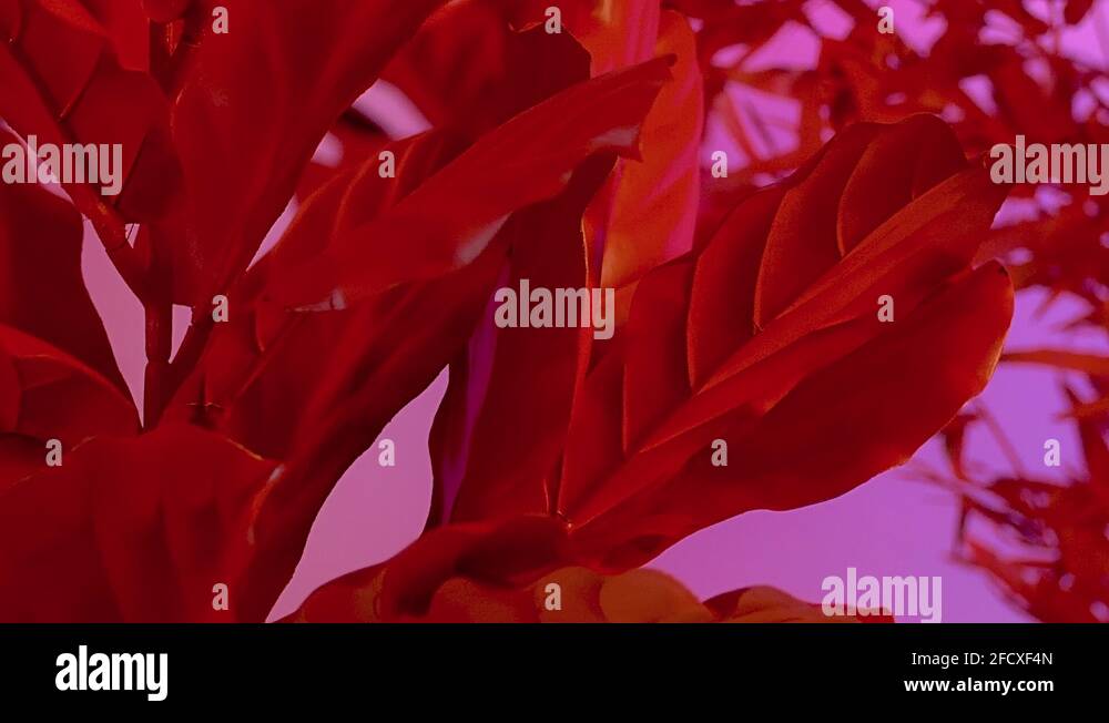 Alien plants Stock Videos & Footage - HD and 4K Video Clips - Alamy