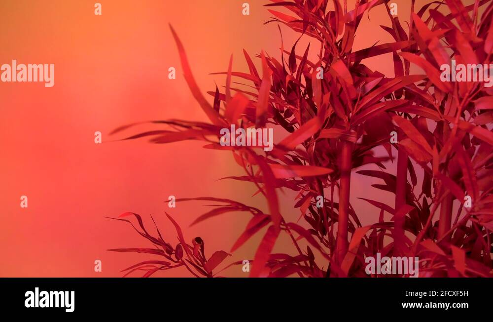 Red alien plants with leaf on habitable fantasy world. Space travel ...