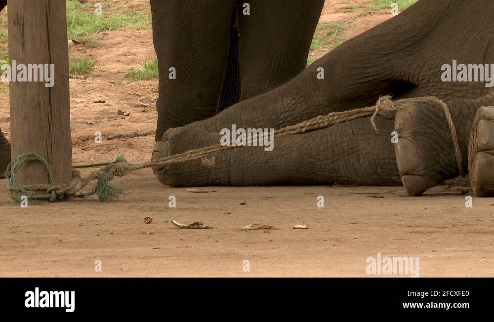 Tied elephant Stock Videos & Footage - HD and 4K Video Clips - Alamy