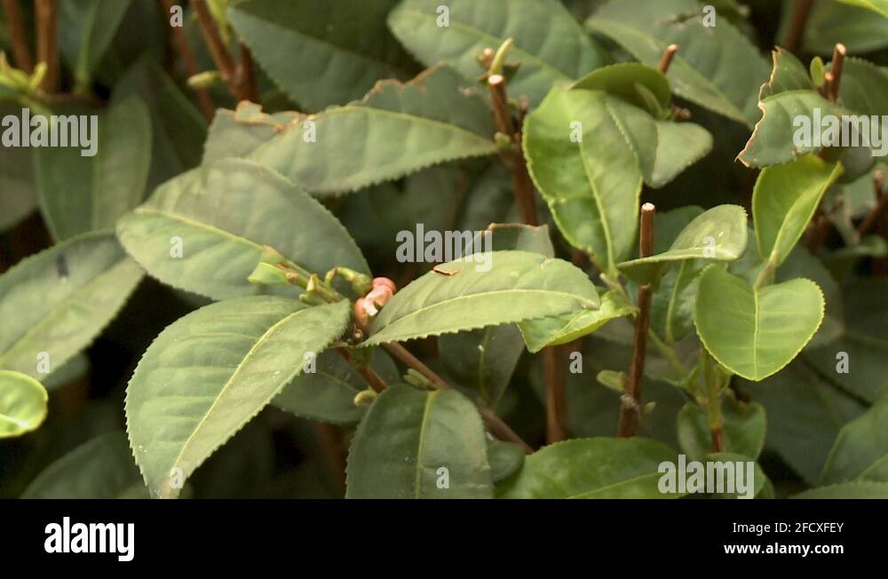Camellia sinensis tea plant leaves Stock Videos & Footage - HD and 4K ...
