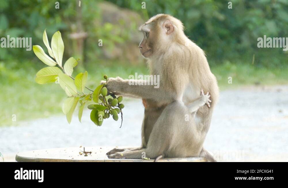 Monkey candy Stock Videos & Footage - HD and 4K Video Clips - Alamy