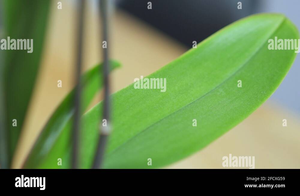Orchid leaf Stock Videos & Footage - HD and 4K Video Clips - Alamy
