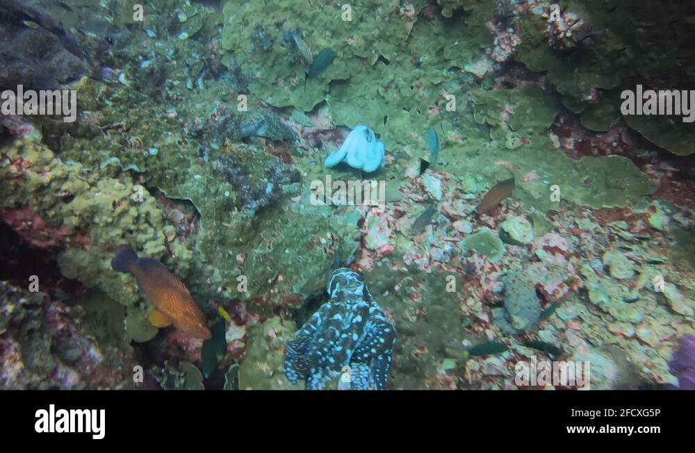 Octopus swim Stock Videos & Footage - HD and 4K Video Clips - Alamy