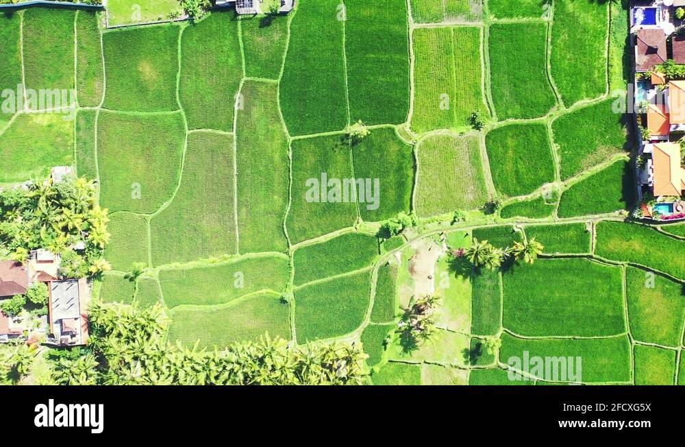 Beautiful geometric shapes of rice fields divided by narrow paths Stock ...