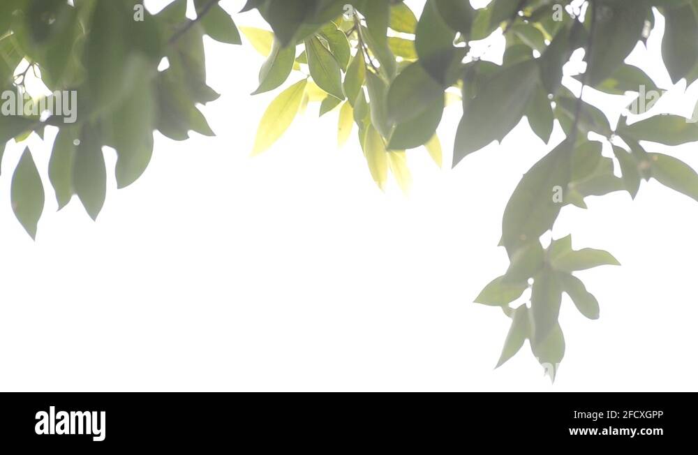 Leaf Stock Videos & Footage - HD and 4K Video Clips - Alamy