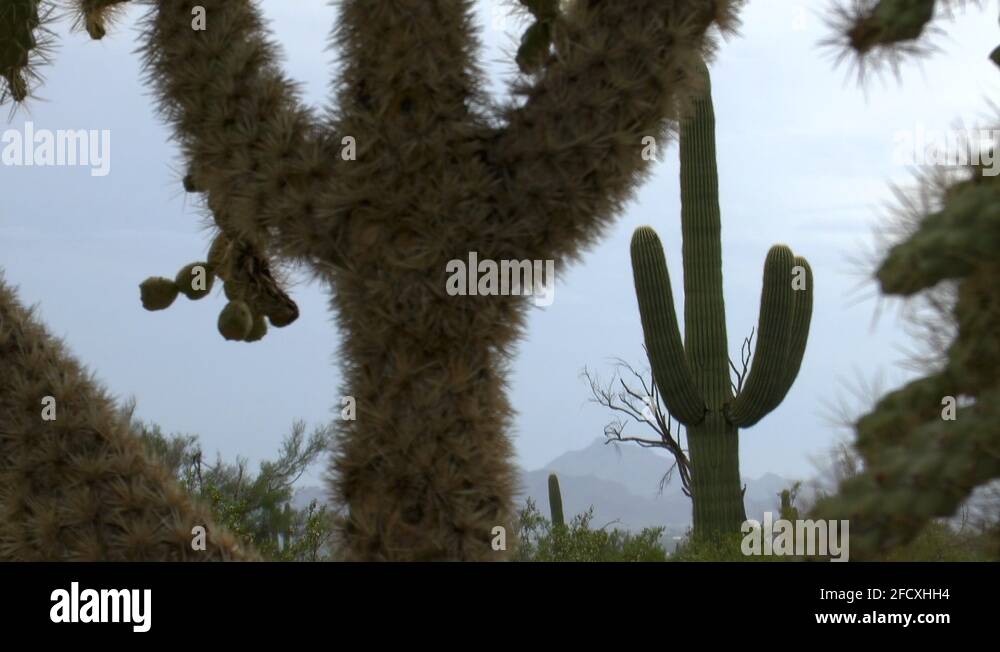 Arizona fauna Stock Videos & Footage - HD and 4K Video Clips - Alamy