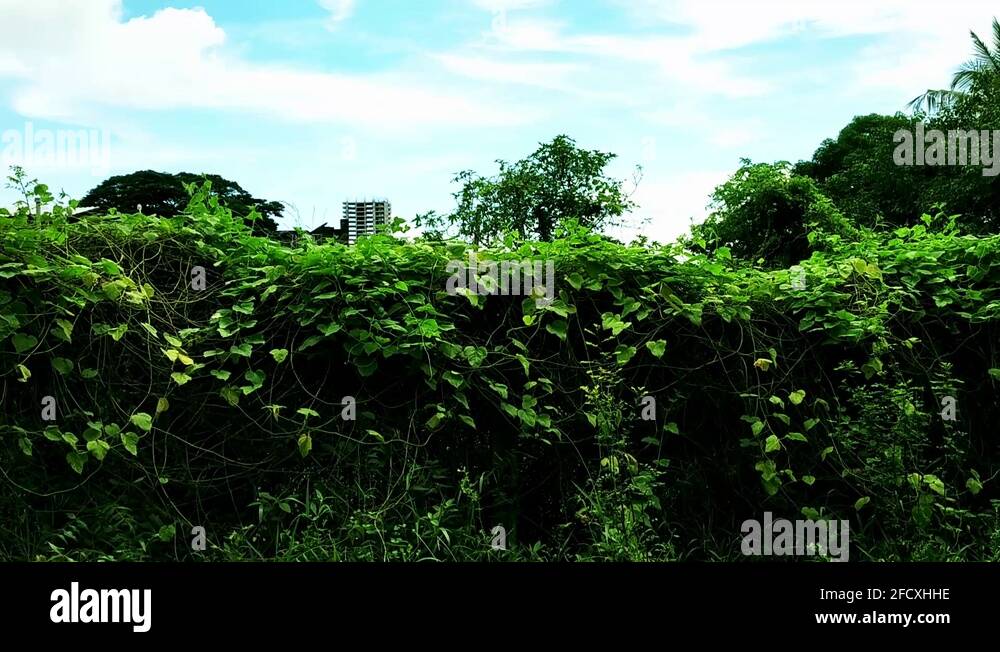 Roadside fence Stock Videos & Footage - HD and 4K Video Clips - Alamy