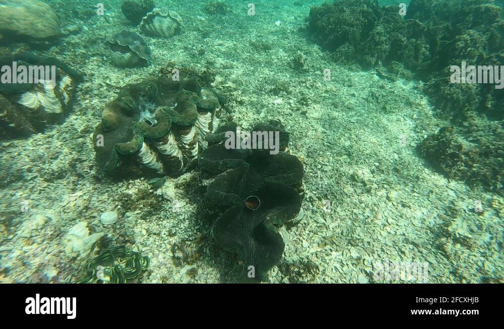 Samoa savaii Stock Videos & Footage - HD and 4K Video Clips - Alamy