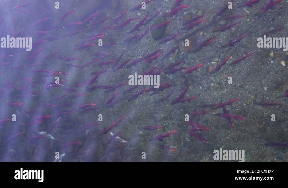 End of life cycle of salmon Stock Videos & Footage - HD and 4K Video ...