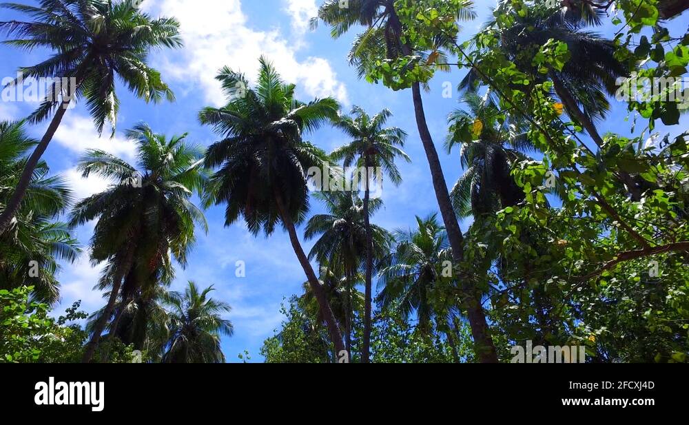 Palawan Island, Philippines - A Beautiful Lush Of Green Palm Trees ...