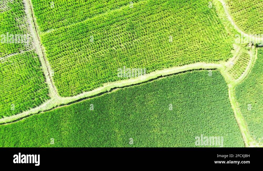 Laos, Asia, Abstract green agricultural fields texture. rice paddy ...