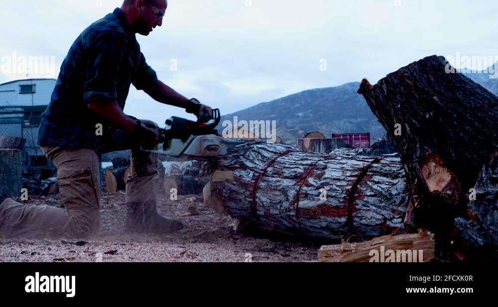 cutting downed pine tree up for fire wood Stock Video Footage - Alamy