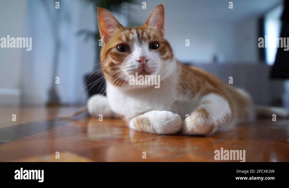 Nice to be a cat Stock Videos & Footage - HD and 4K Video Clips - Alamy