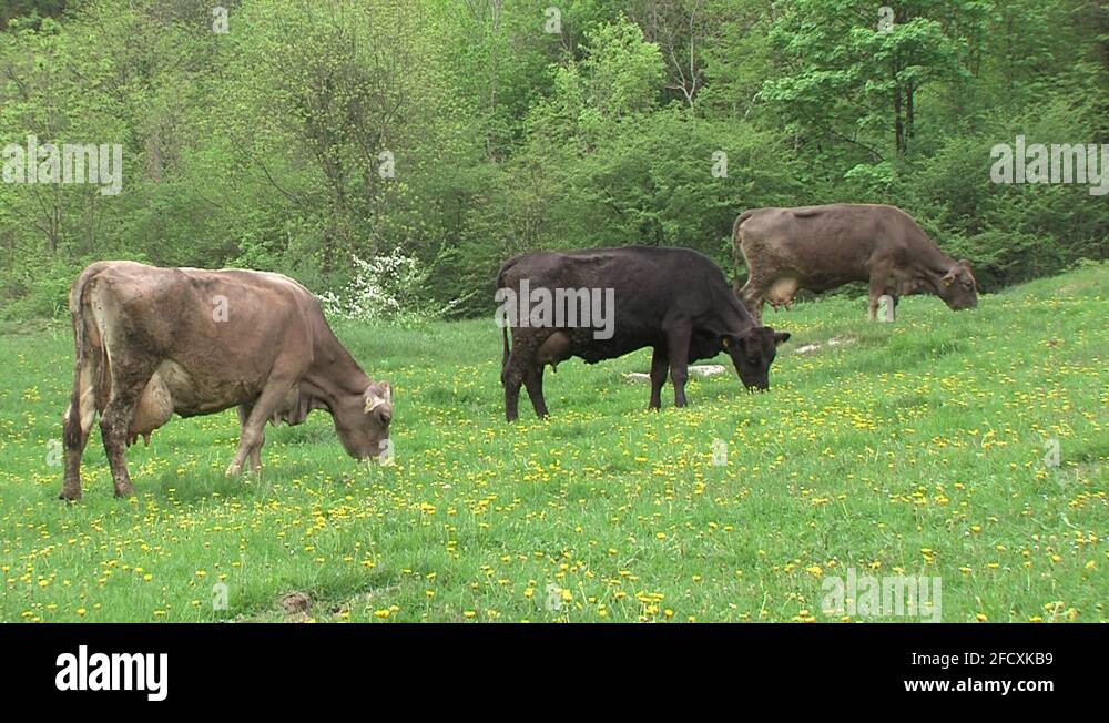 Non ruminant animal Stock Videos & Footage - HD and 4K Video Clips - Alamy