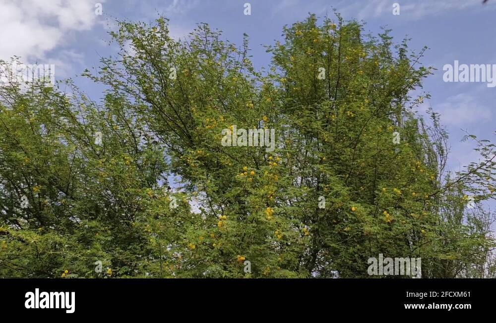 Yellow flowers tree Stock Videos & Footage - HD and 4K Video Clips - Alamy