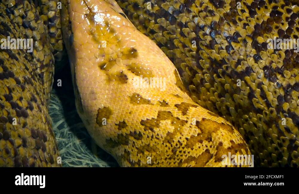 Curled animals Stock Videos & Footage - HD and 4K Video Clips - Alamy