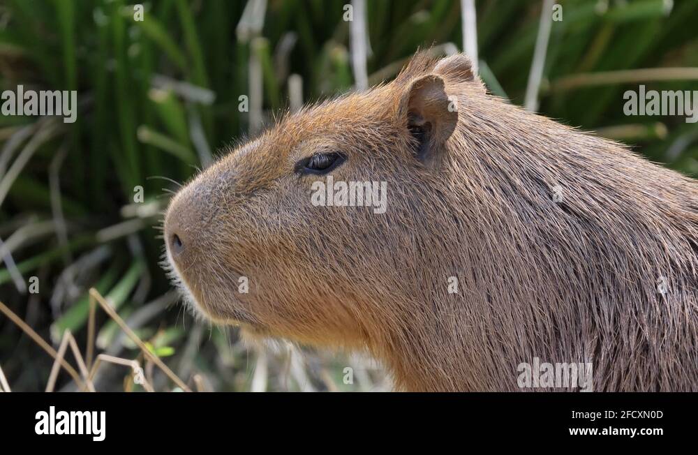 Extinct rodent Stock Videos & Footage - HD and 4K Video Clips - Alamy