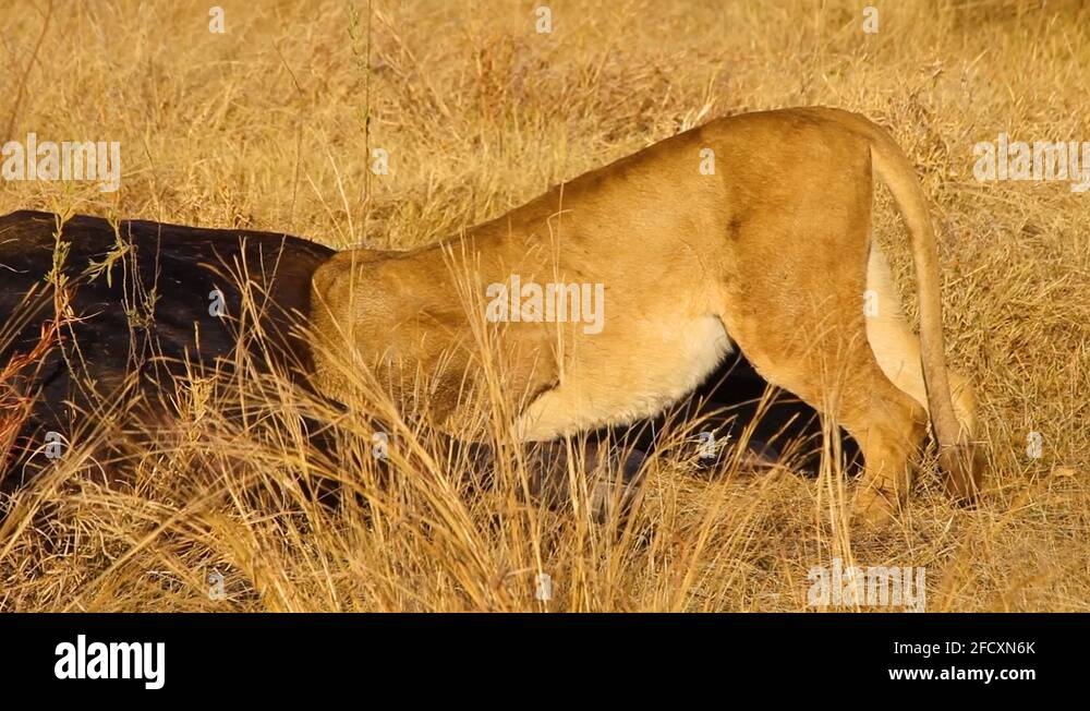 Head eating feeding zoology Stock Videos & Footage - HD and 4K Video ...