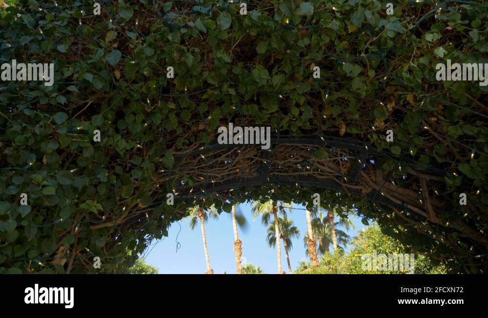 Tilt shot under a garden gate, revealing palm trees, in a park, on a ...