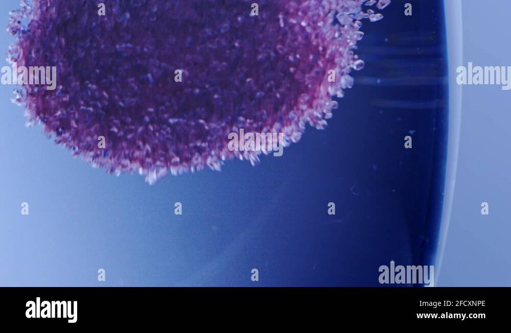 A cluster of purple crystal powder is dropping into water. Floating ...