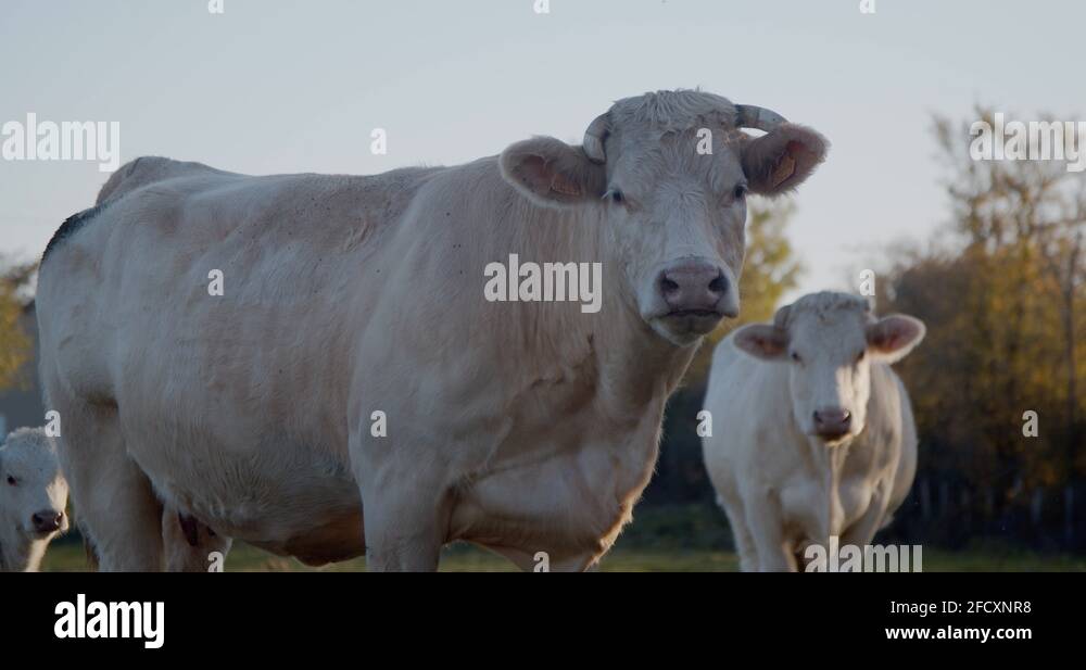 Blurred farm background Stock Videos & Footage - HD and 4K Video Clips ...