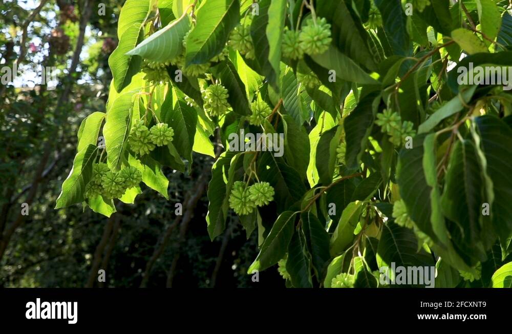 Happy tree Stock Videos & Footage - HD and 4K Video Clips - Alamy