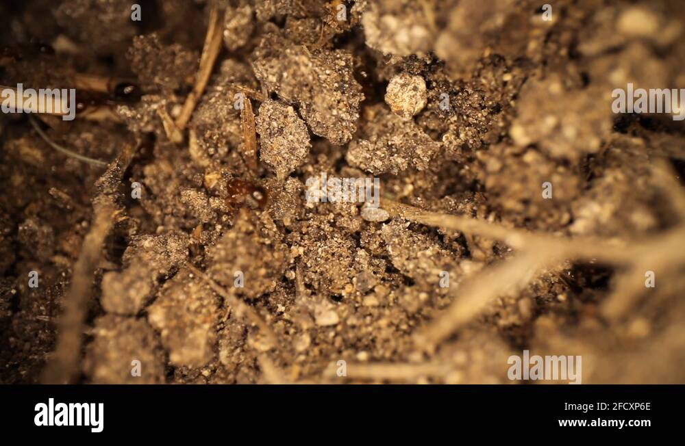 Top down view of disturbed fire ant mound - ants digging in broken dirt ...