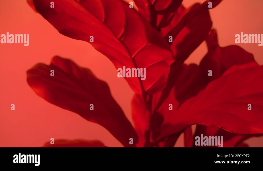 Red alien plants with big leaf on habitable fantasy world. Space travel ...