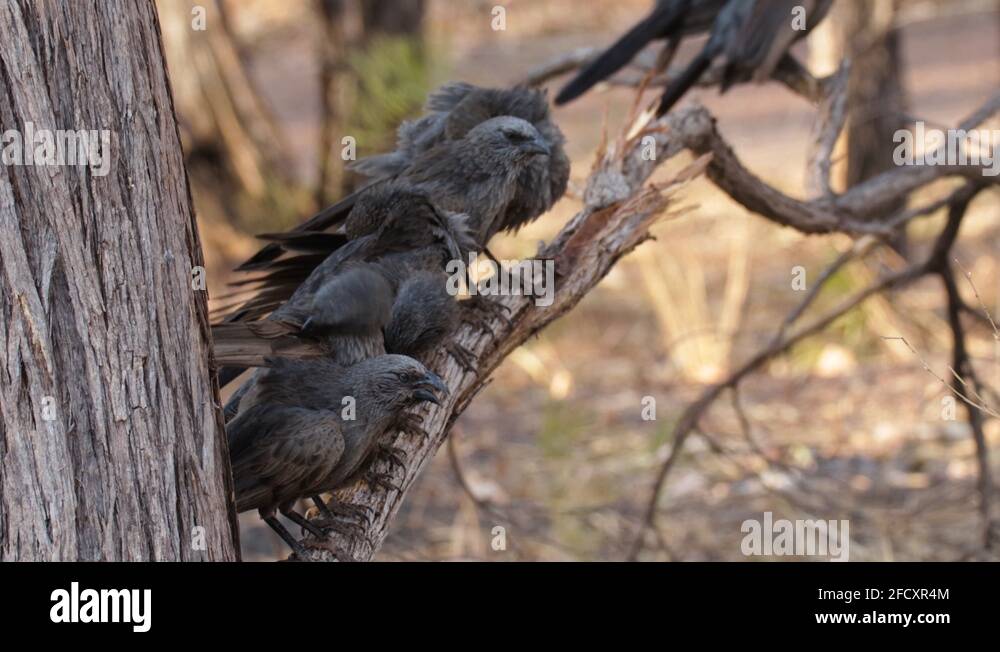 Bird family tree Stock Videos & Footage - HD and 4K Video Clips - Alamy