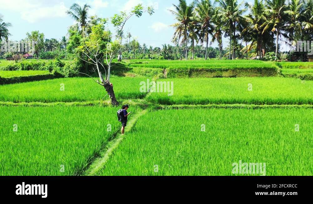 Rice farm philippines Stock Videos & Footage - HD and 4K Video Clips ...