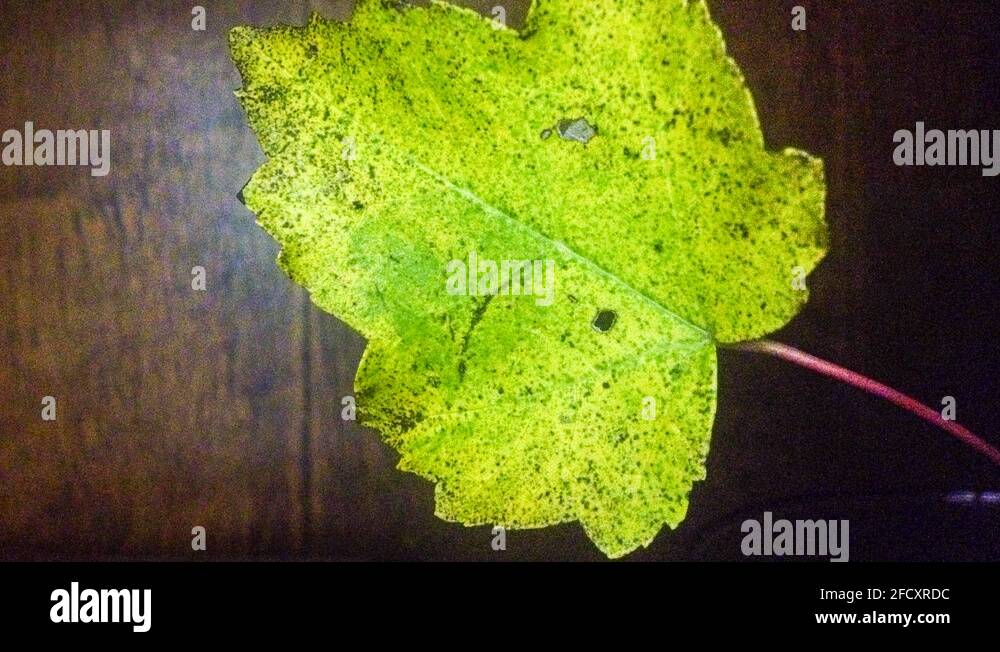 Dying maple tree Stock Videos & Footage - HD and 4K Video Clips - Alamy